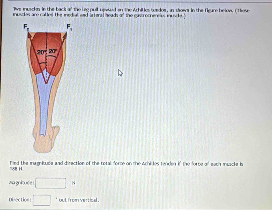 Solved: Two muscles in the back of the leg pull upward on the Achilles ...