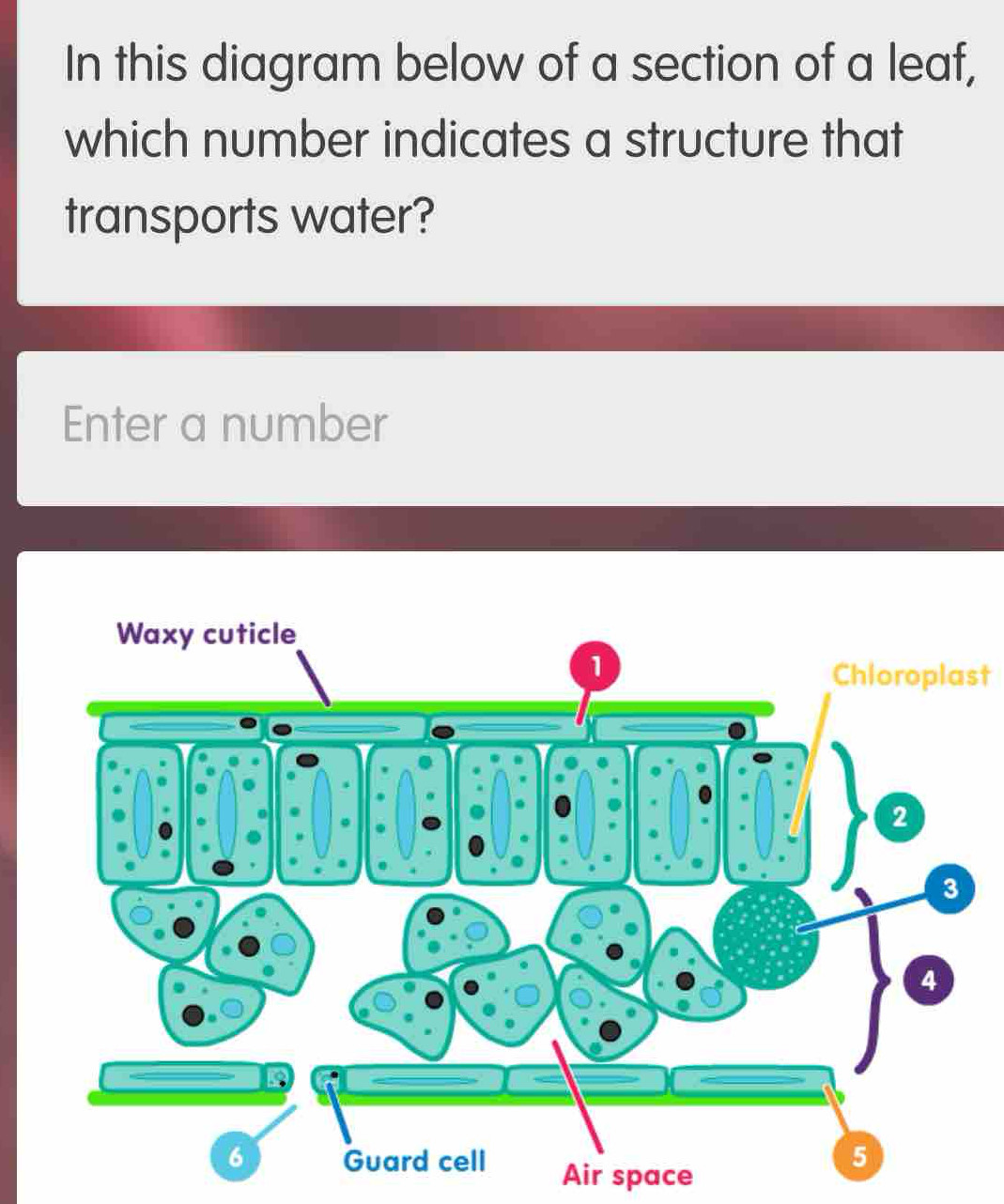 Solved: In this diagram below of a section of a leaf, which number ...
