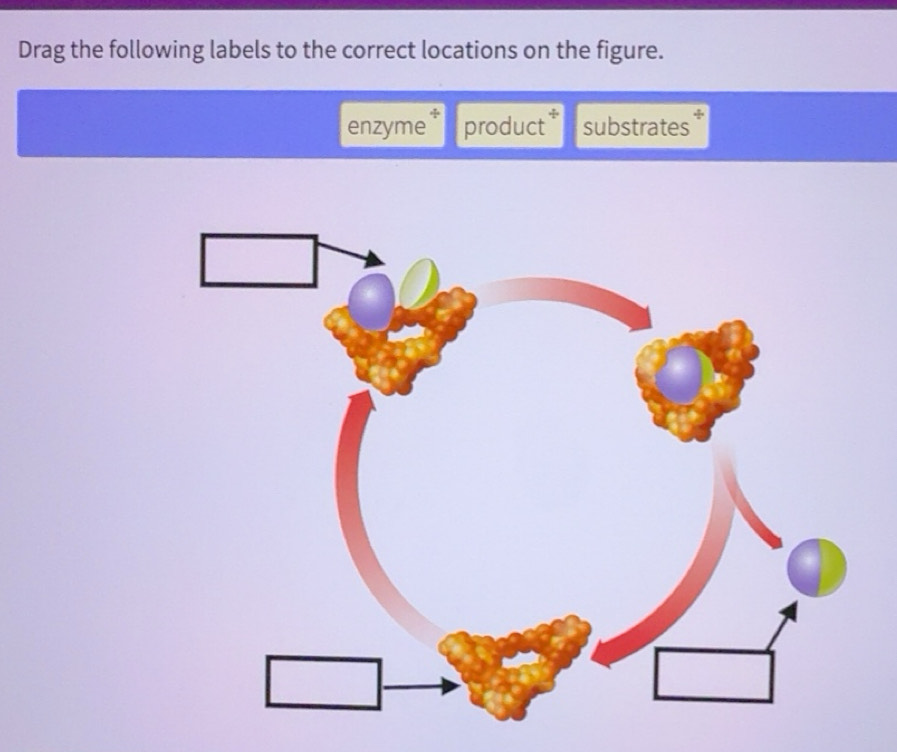 Solved: Drag the following labels to the correct locations on the figure. enzyme product ...