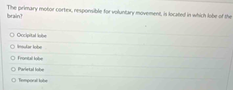 Solved: The primary motor cortex, responsible for voluntary movement ...