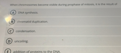Solved: When chromosomes become visible during prophase of mitosis, it ...