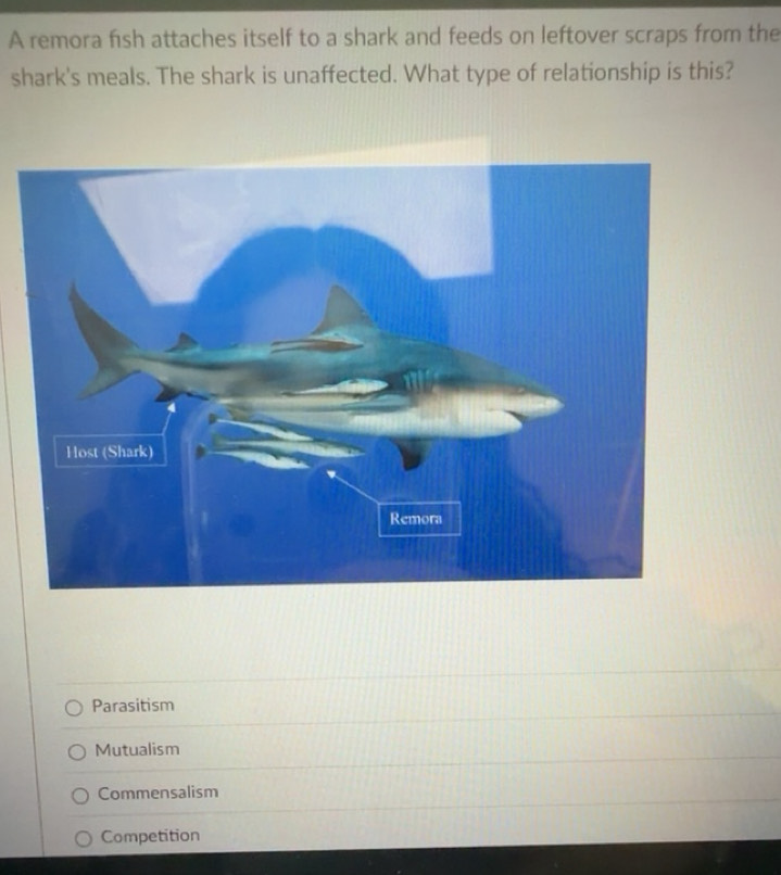 Gelöst:A remora fish attaches itself to a shark and feeds on leftover ...