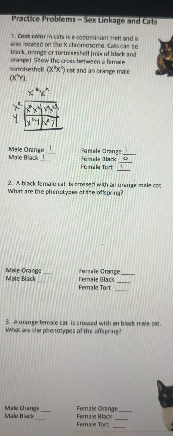 Solved: Practice Problems - Sex Linkage and Cats 1. Coat color in cats ...