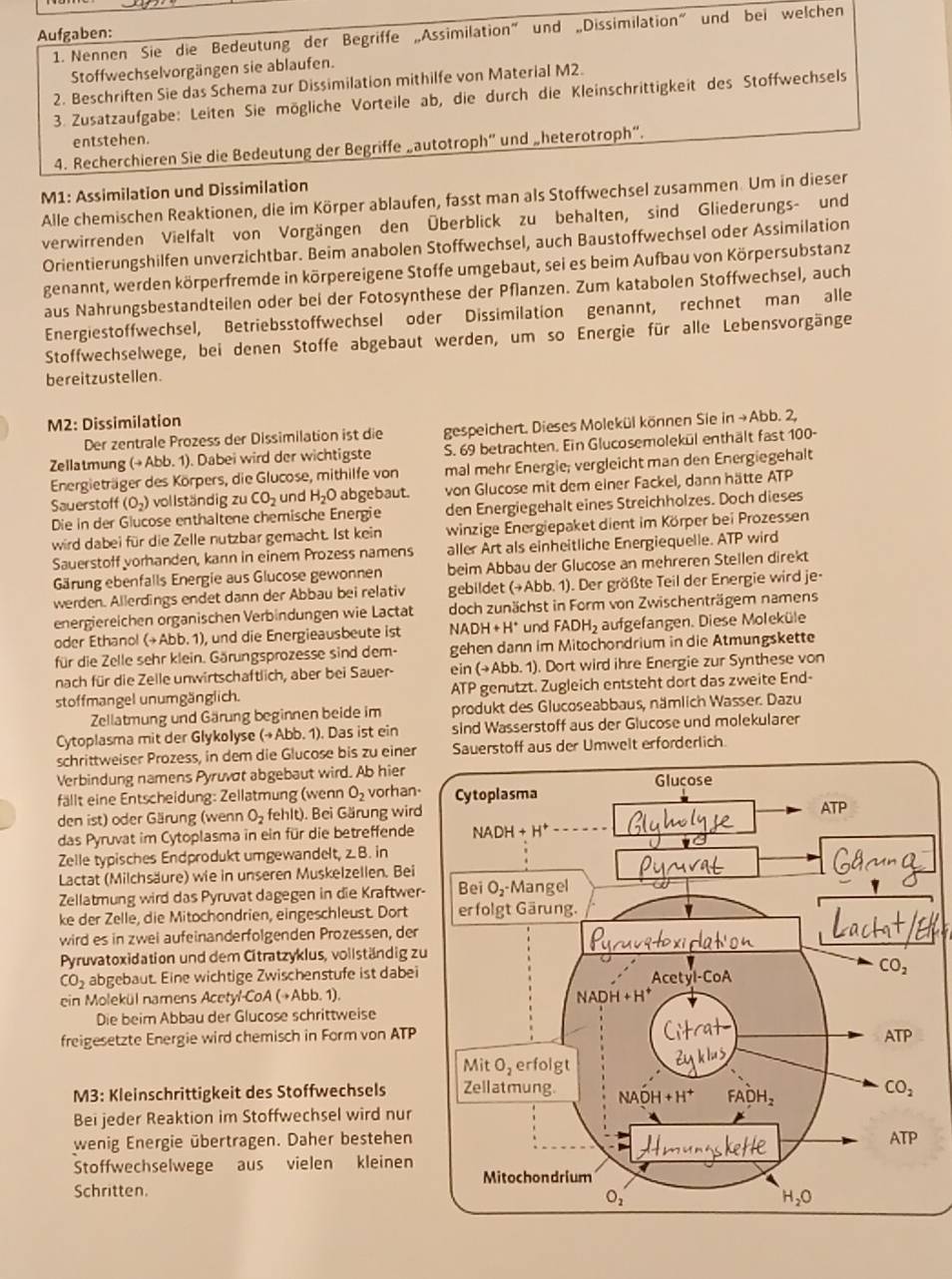 Gelöst:Aufgaben: 1. Nennen Sie die Bedeutung der Begriffe „Assimilation ...