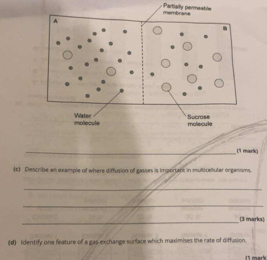 Solved: Partially permeable membrane A B Water Sucrose molecule ...