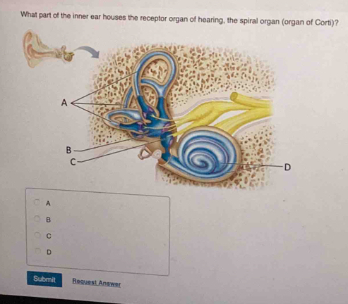 Solved: What part of the inner ear houses the receptor organ of hearing ...