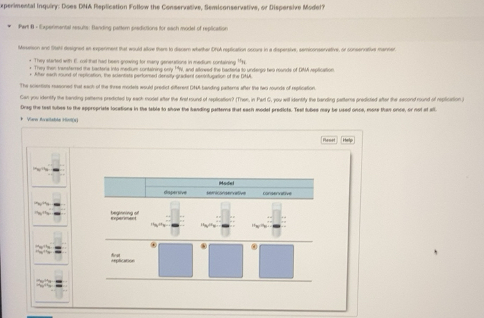 Solved: xperimental Inquiry: Does DNA Replication Follow the ...