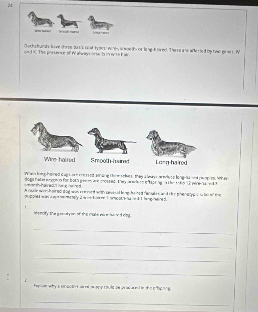 Solved: Dachshunds have three basic coat types: wire-, smooth- or long ...