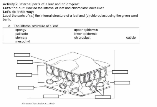 Solved: Activity 2. Internal parts of a leaf and chloroplast Let's find ...