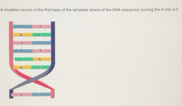 Solved: A mutation occurs in the first base of the template strand of the DNA sequence, turning ...