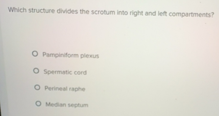 Solved: Which structure divides the scrotum into right and left ...