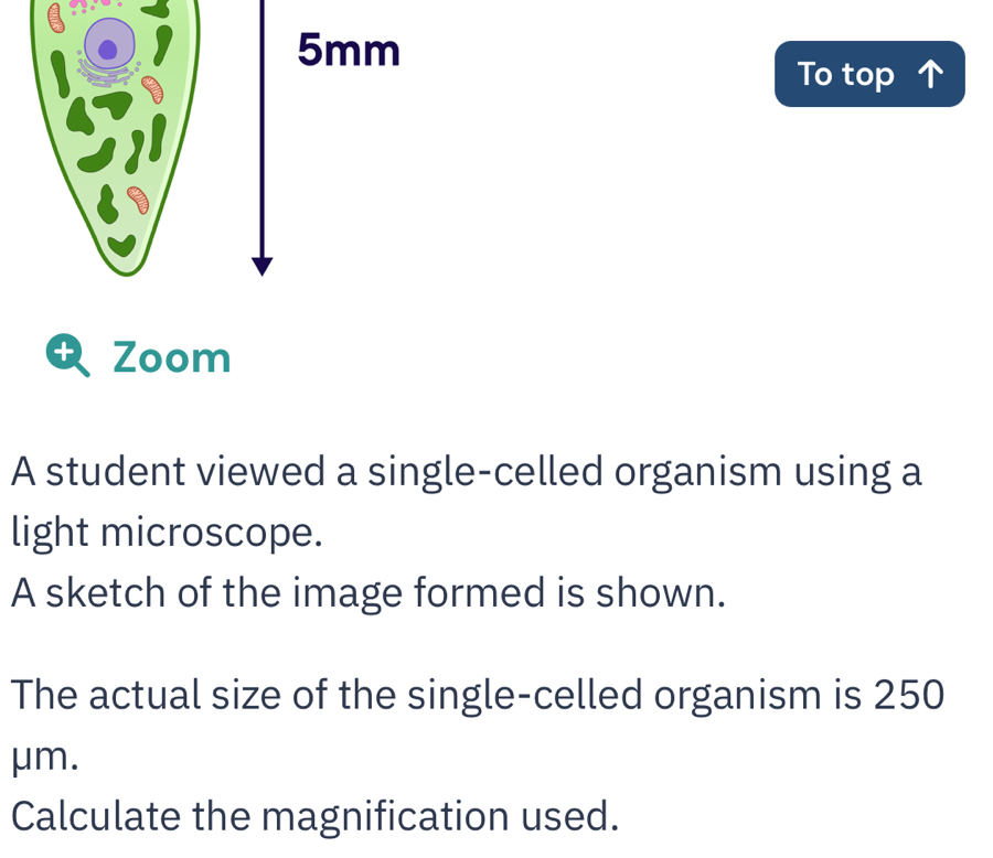 Solved: 5mm To top Zoom A student viewed a single-celled organism using ...