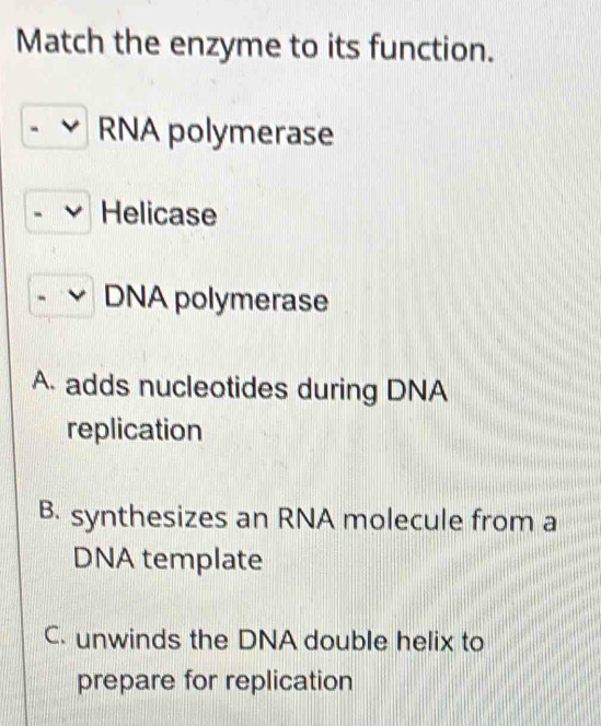 Resuelto:Match the enzyme to its function. RNA polymerase Helicase DNA ...