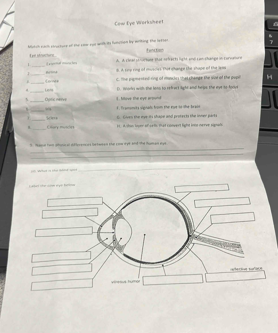 Solved: Cow Eye Worksheet B Match each structure of the cow eye with ...