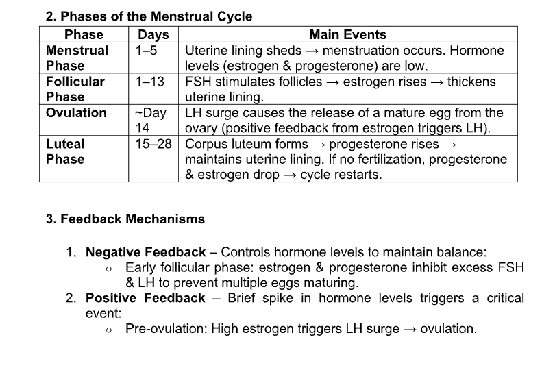 Solved: Phases of the Menstrual Cycle 3. Feedback Mechanisms 1. Negative Feedback - Controls hor ...