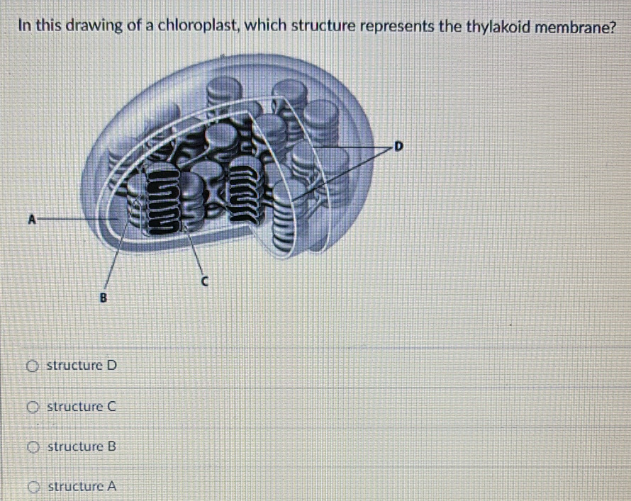 Solved: In this drawing of a chloroplast, which structure represents ...