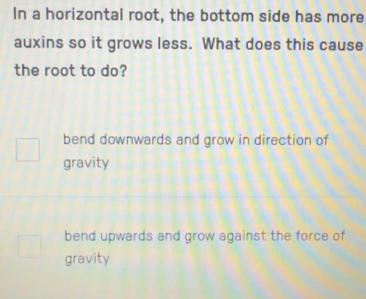 Gelöst:In a horizontal root, the bottom side has more auxins so it ...