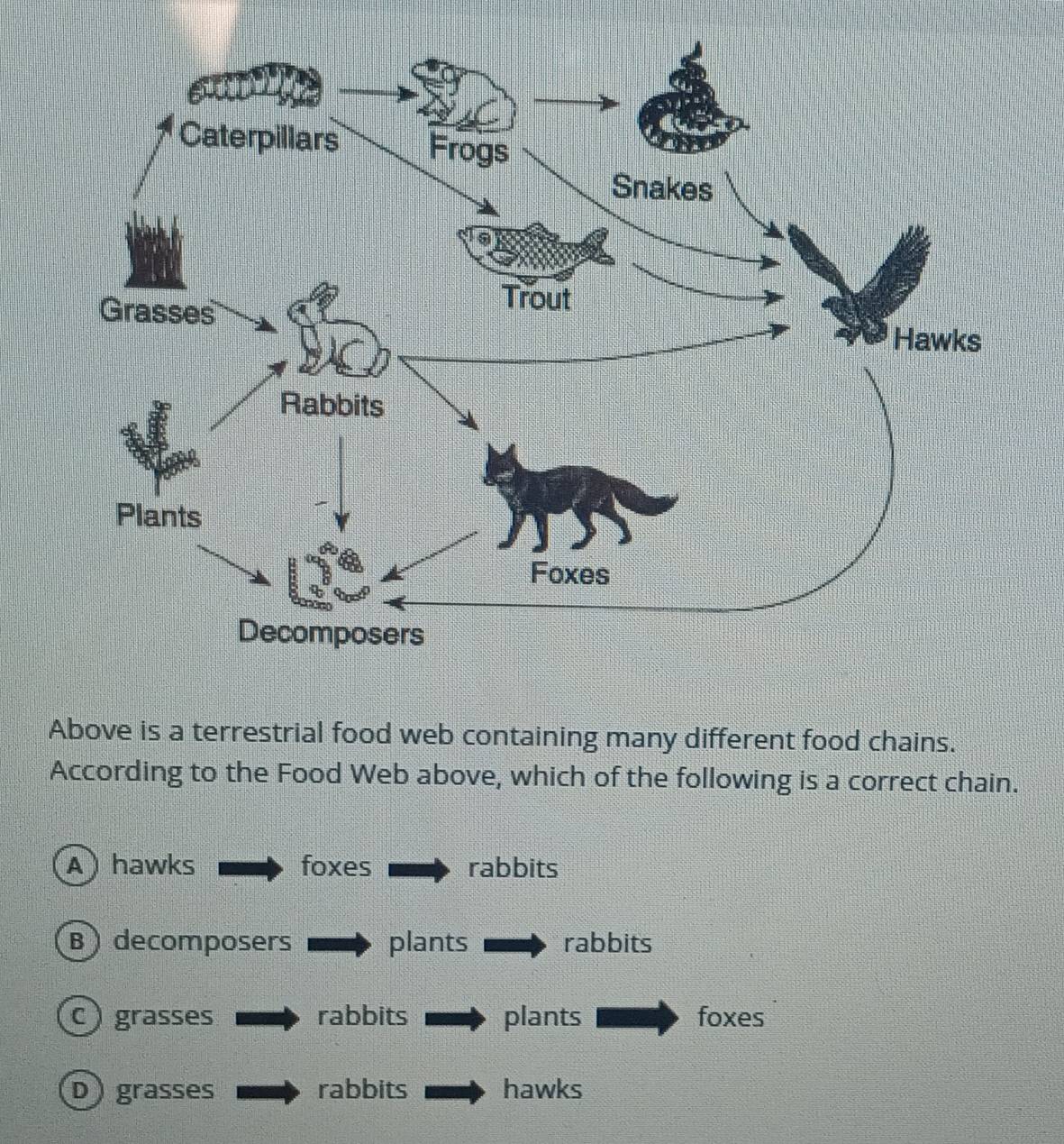 Solved: Above is a terrestrial food web containing many different food ...