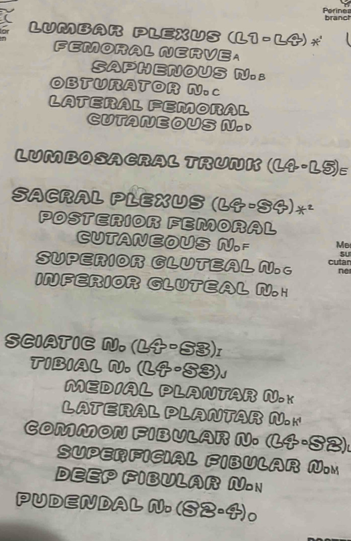 Résolu :Perine branct or LUMBAR PLEXUS (L1 -L4) # FEMORAL NERVEA ...