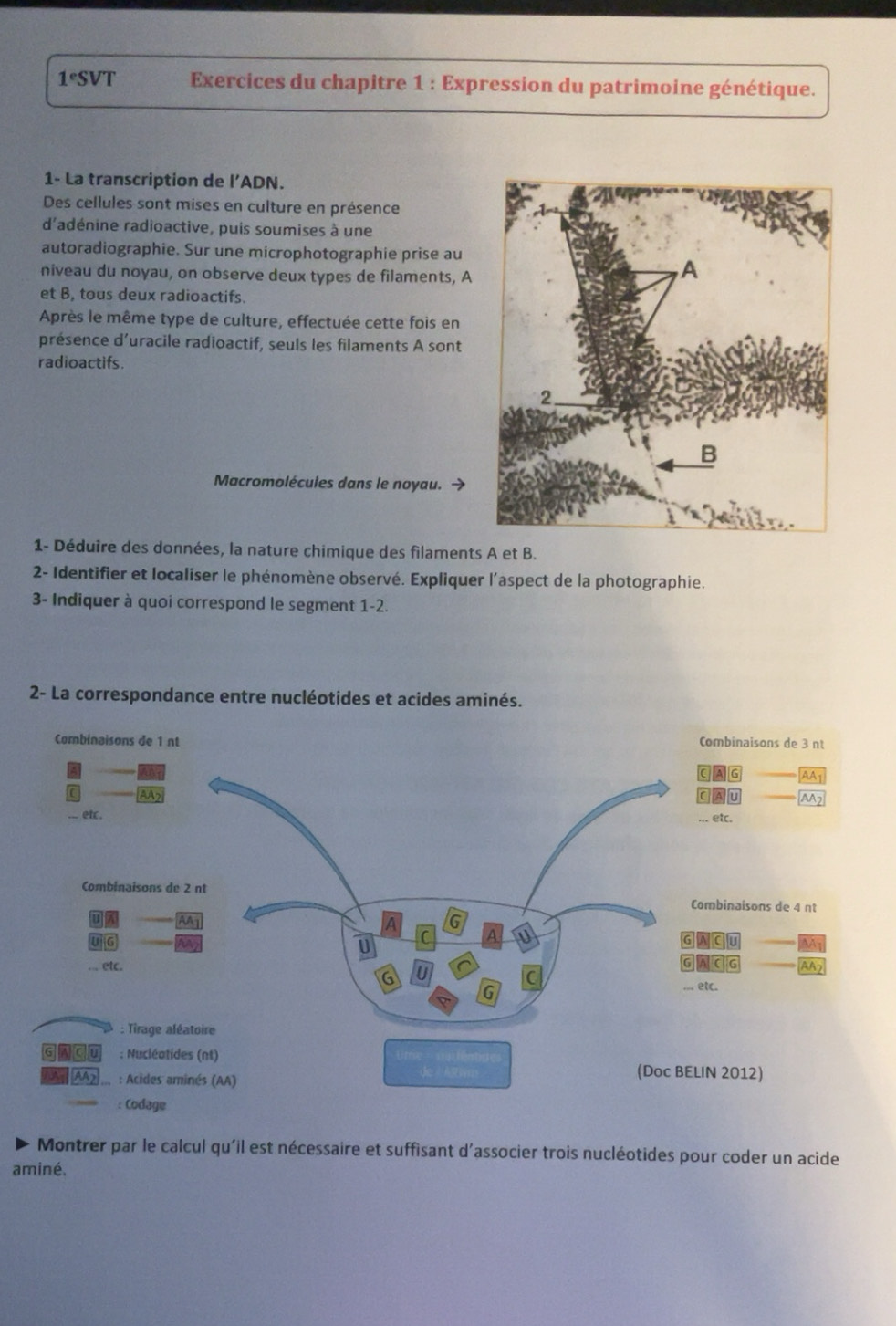 Résolu :1^eSVT Exercices du chapitre 1 : Expression du patrimoine génétique. 1- La transcription