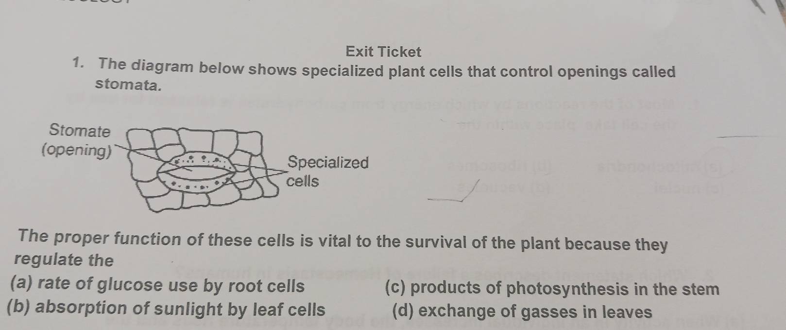 Solved: Exit Ticket 1. The diagram below shows specialized plant cells ...