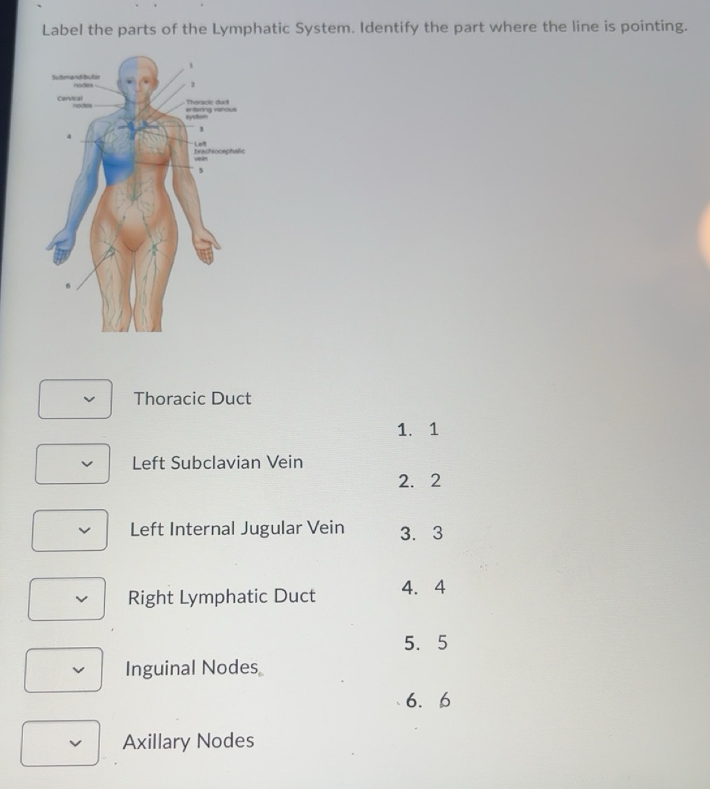 Solved: Label the parts of the Lymphatic System. Identify the part where the line is pointing ...