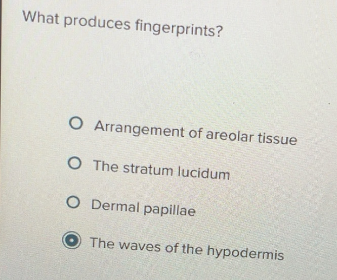 Solved: What produces fingerprints? Arrangement of areolar tissue The ...