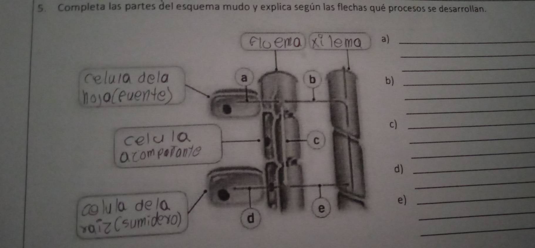 Resuelto:Completa las partes del esquema mudo y explica según las ...