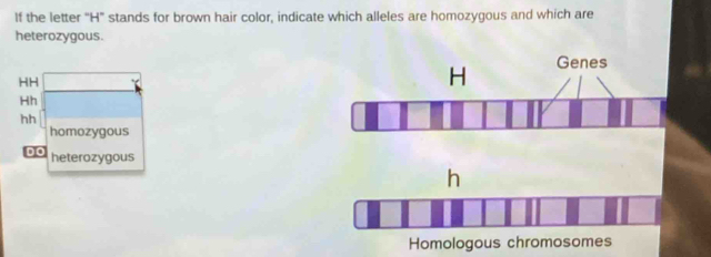 Solved: If the letter “ H ” stands for brown hair color, indicate which ...