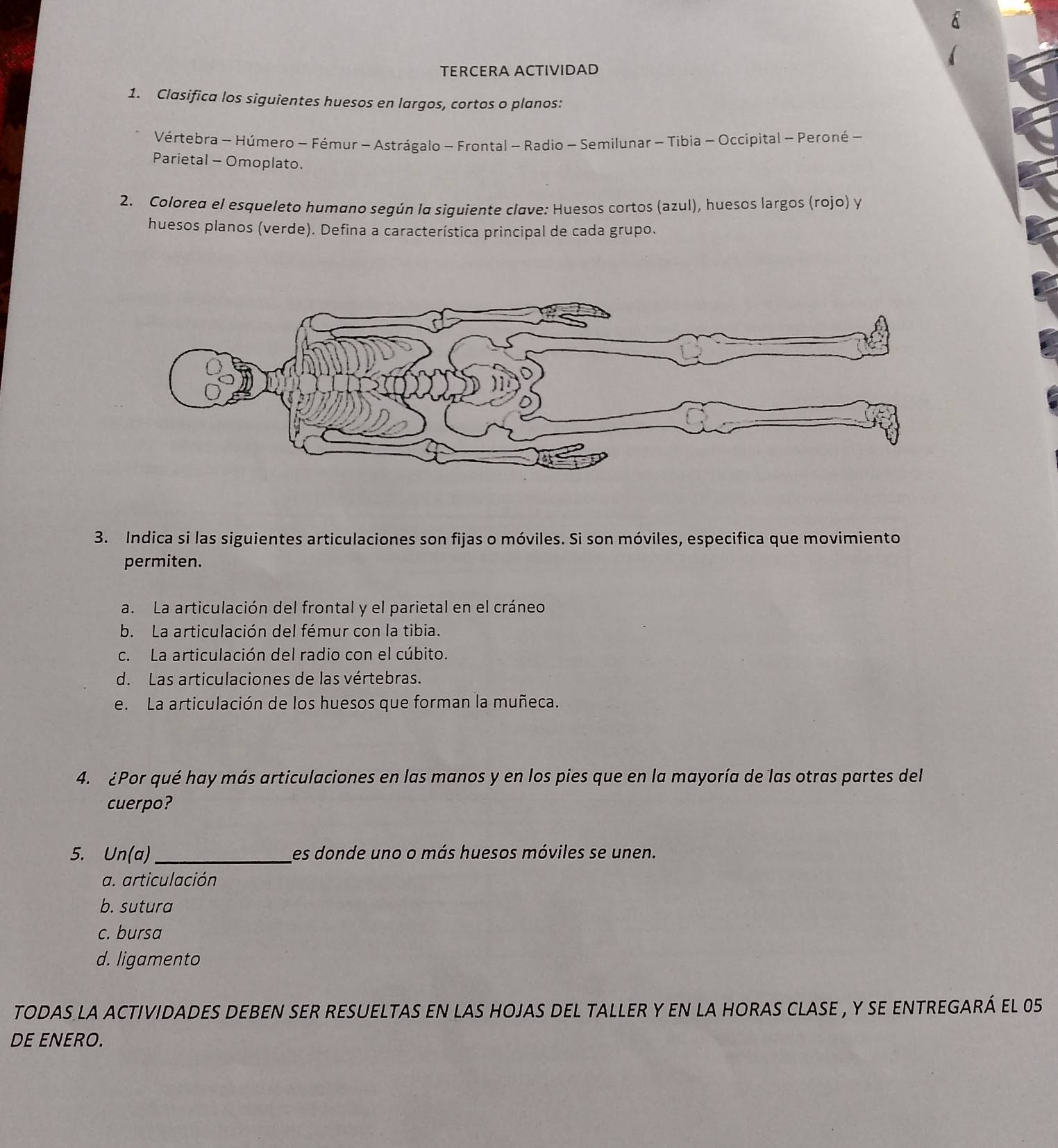 Resuelto:TERCERA ACTIVIDAD 1. Clasifica los siguientes huesos en largos ...