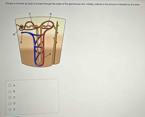 Solved: Filtrate is formed as fluid is forced through the walls of the ...
