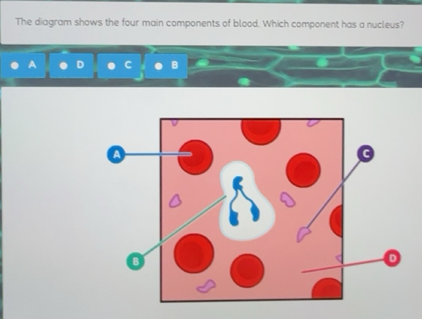Gelöst:The diagram shows the four main components of blood. Which ...