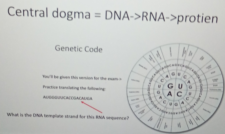 Solved: Central dogma = DNA->RNA protien Genetic Code You'll be given ...