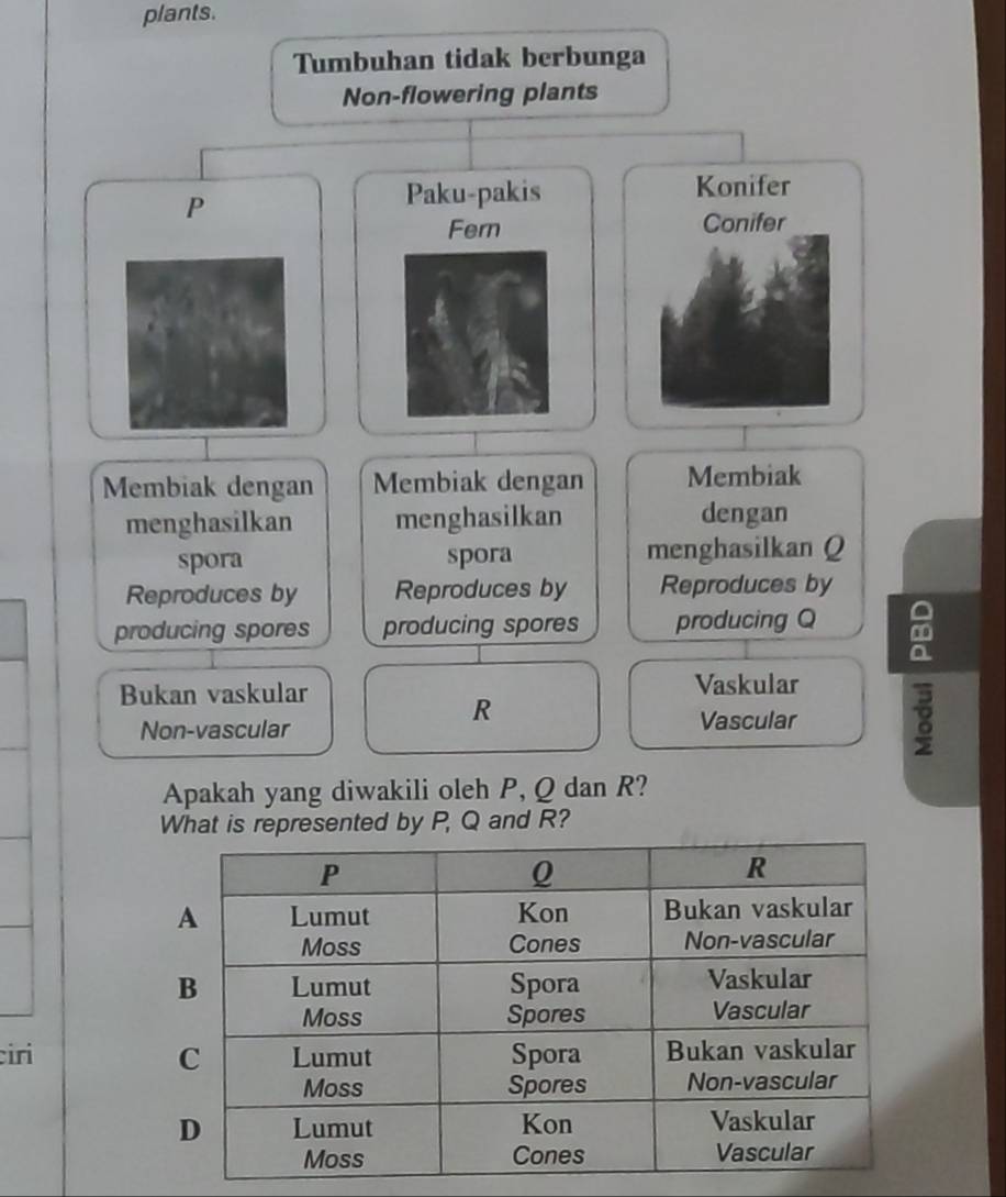 Selesai:plants. Tumbuhan tidak berbunga Non-flowering plants P Paku ...