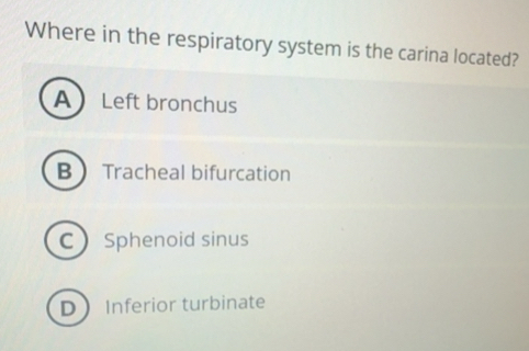 Solved: Where in the respiratory system is the carina located? A Left ...