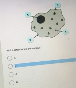 Résolu :Which letter labels the nucleus? C D A B