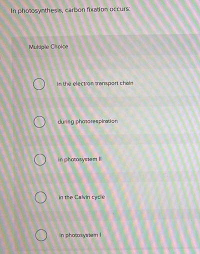Solved: In photosynthesis, carbon fixation occurs: Multiple Choice in ...
