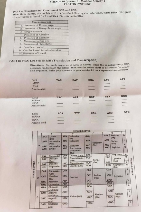 Solved: SCIENCE 10 Quarter 3 - Modular Activity 4 PROTEIN SYNTHESIS ...
