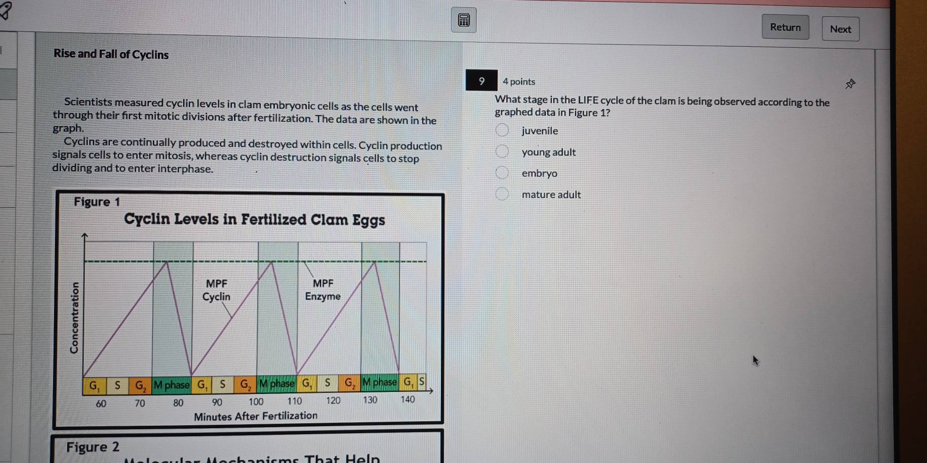 Solved: Return Next Rise and Fall of Cyclins 9 4 points What stage in ...
