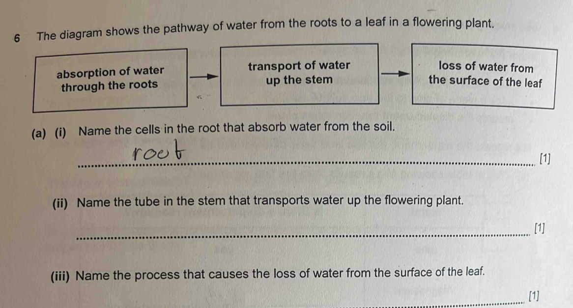 Solved: The diagram shows the pathway of water from the roots to a leaf ...