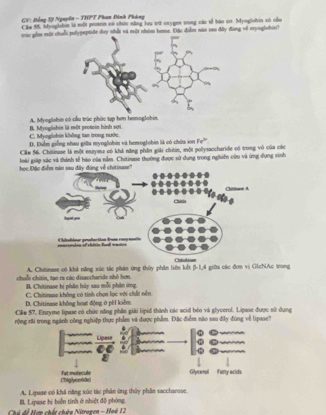 Giải quyết:GV: Đồng Sỹ Nguyên - THPT Phan Đình Phùng Cầu S5. Myoglobin là một protein có chức ...