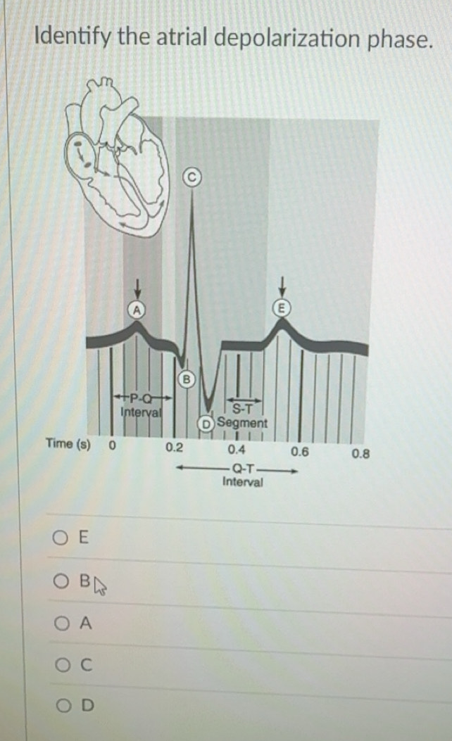Solved: Identify the atrial depolarization phase. E B A C D [Biology]