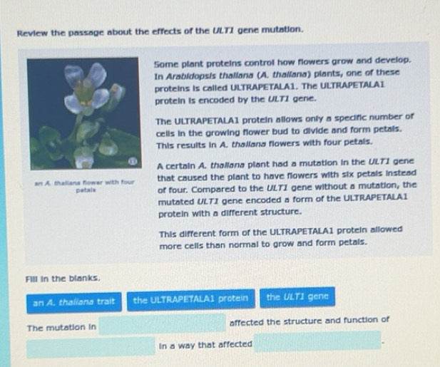 Solved: Review the passage about the effects of the ULTI gene mutation ...