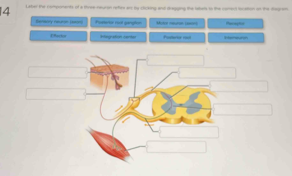 Label the components of a three-neuron reflex arc by clicking and ...