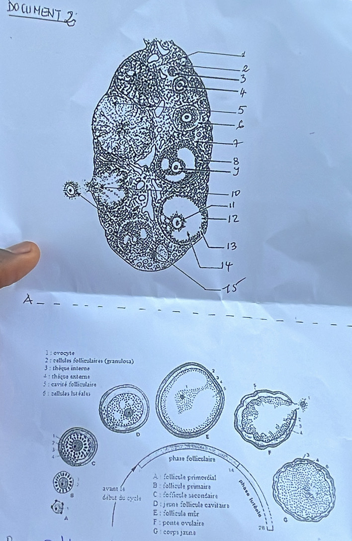 Résolu :) : ovocyte 2 : cellules folliculaires (granulosa) 3 : thèque ...