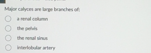 Solved: Major calyces are large branches of: a renal column the pelvis the renal sinus ...