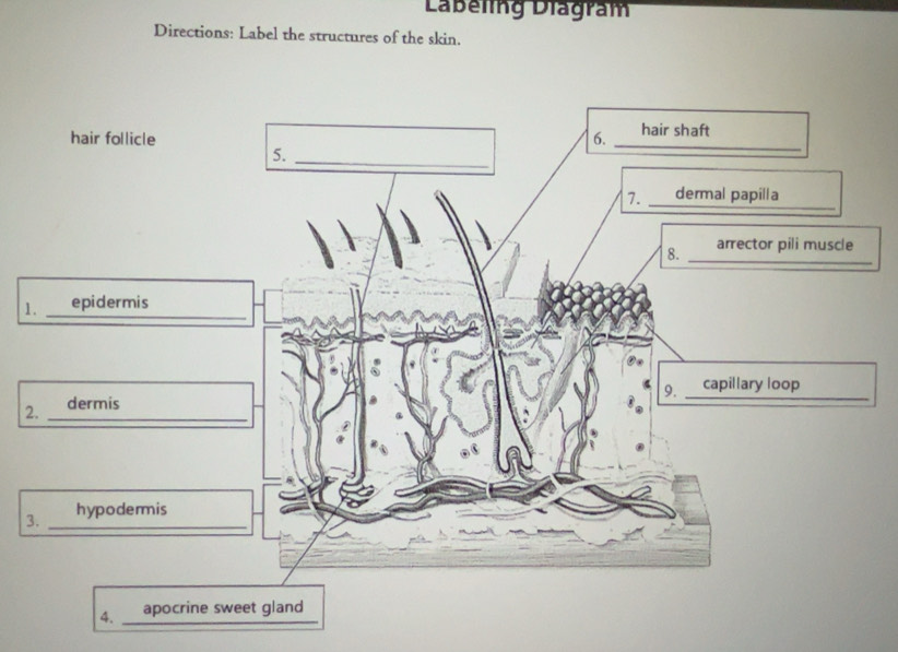 Selesai:Labeling Diagram Directions: Label the structures of the skin ...