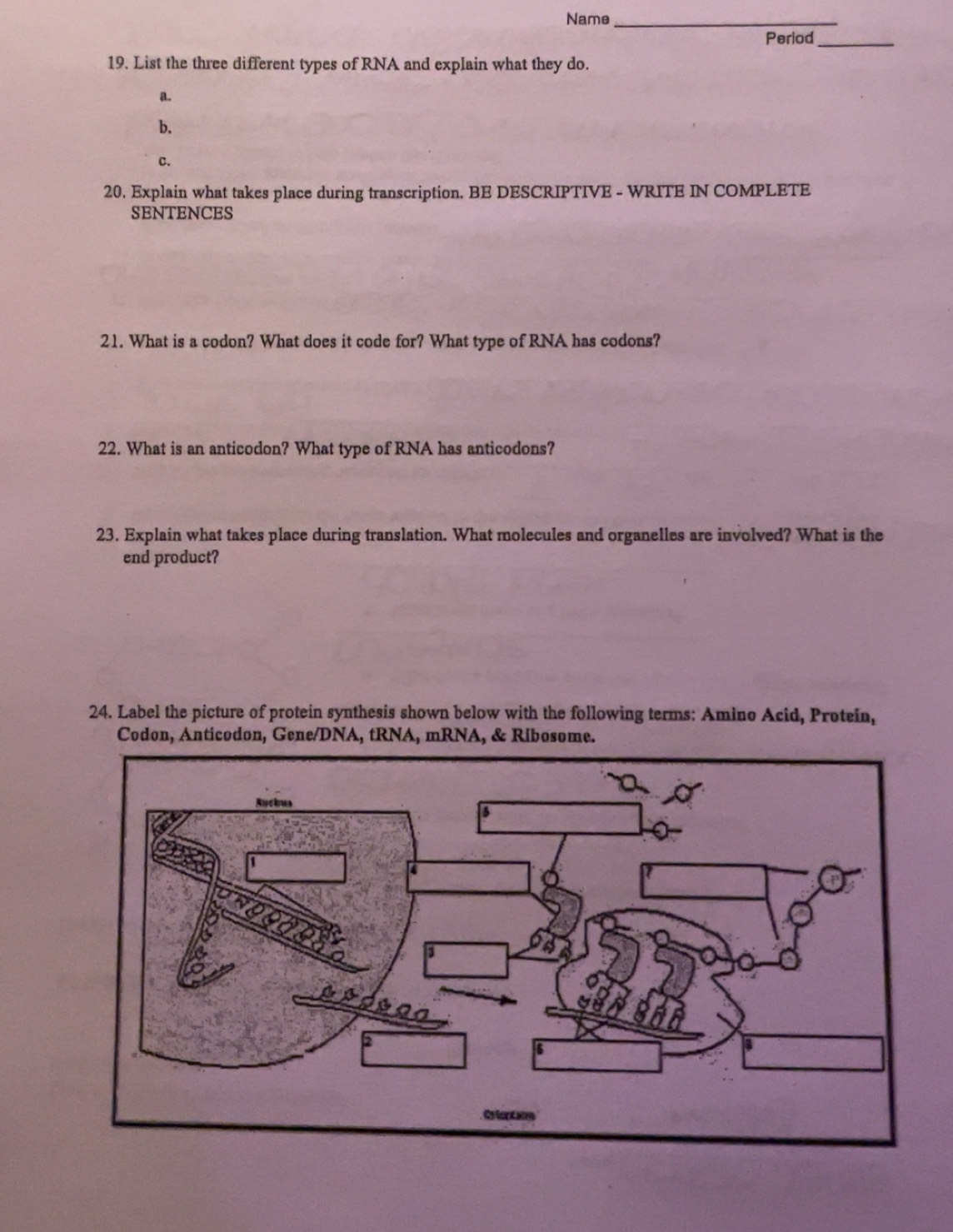 Solved: Name_ Period_ 19. List the three different types of RNA and ...
