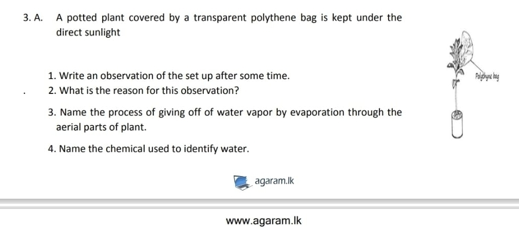 Solved: A potted plant covered by a transparent polythene bag is kept ...