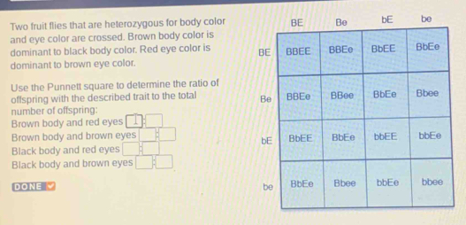 Solved: Two fruit flies that are heterozygous for body color and eye ...